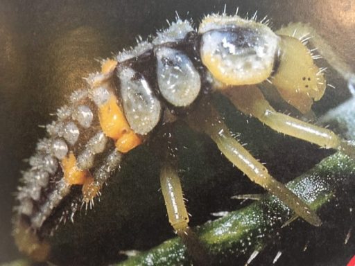 Preschool is learning about BUGS - Vernon Christian School